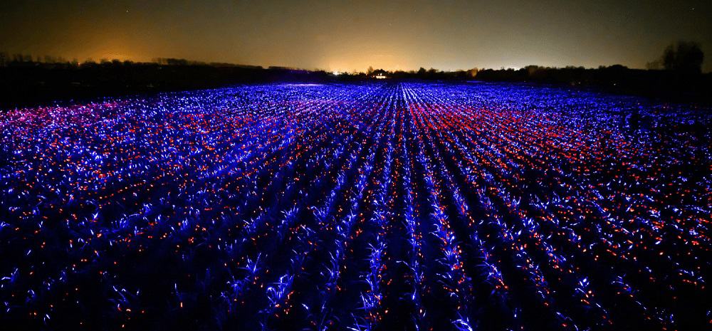 Crop Lights Provide Art and Helps Grown Without Pesticides - Business ...